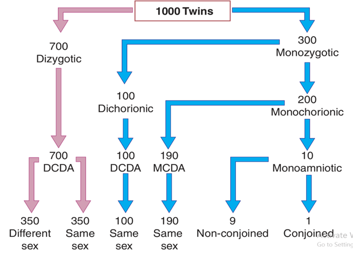 MULTIPLE PREGNANCY – journey to be a specialist